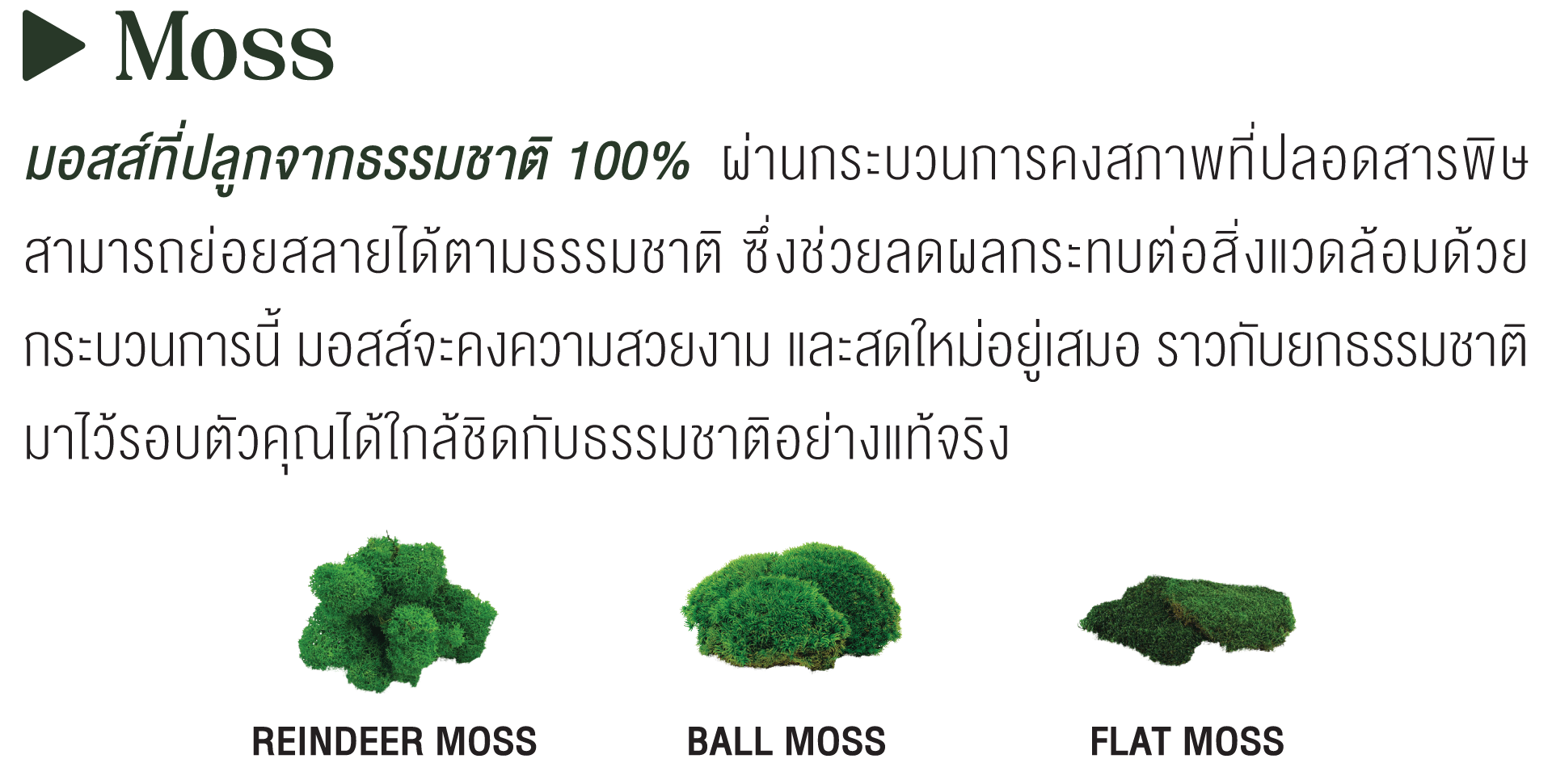 Moss-Mobile - ZILLION INNOVATION